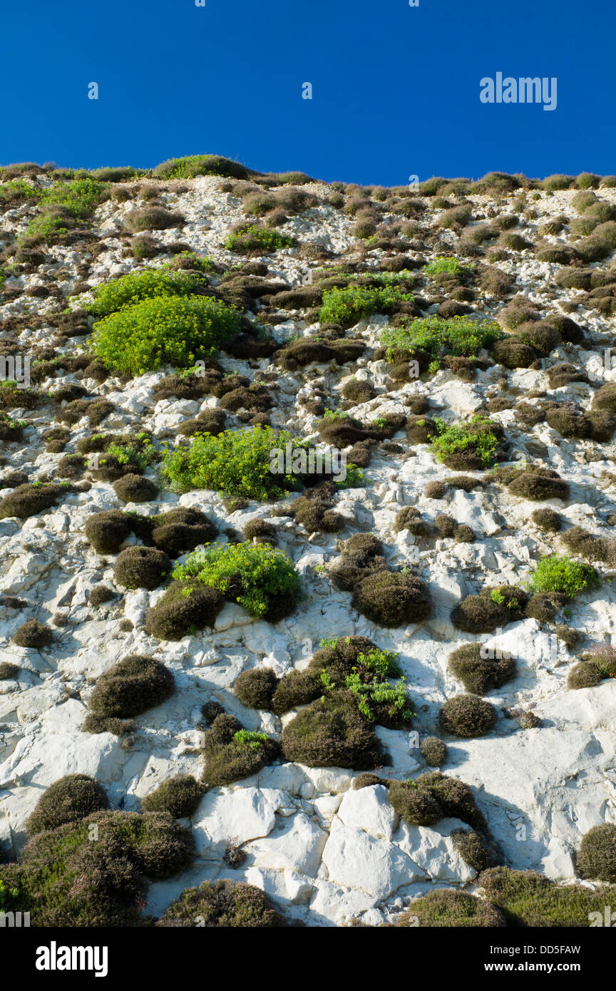 Plants growing on chalk cliffs hi-res stock photography and images - Alamy