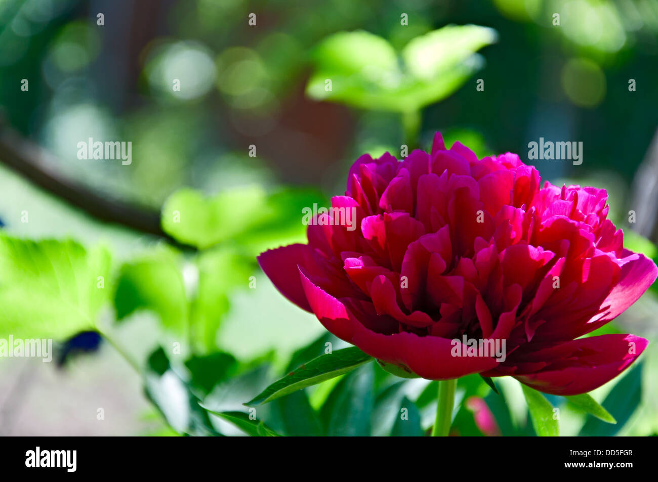 Peony flower alfresco. Single. Closeup Stock Photo - Alamy