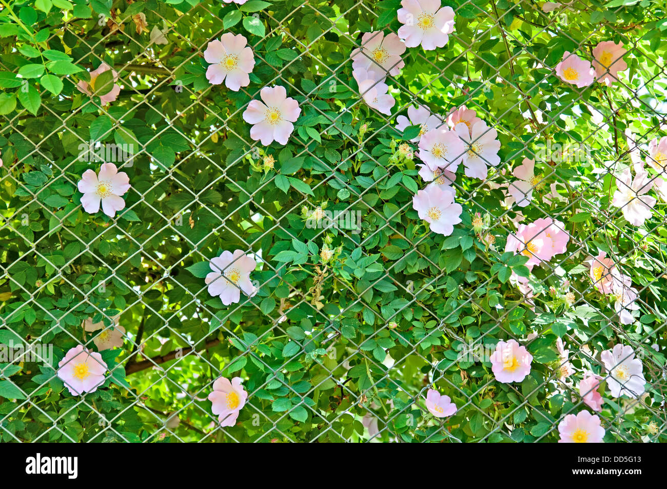 Bush of a blossoming brier Stock Photo - Alamy