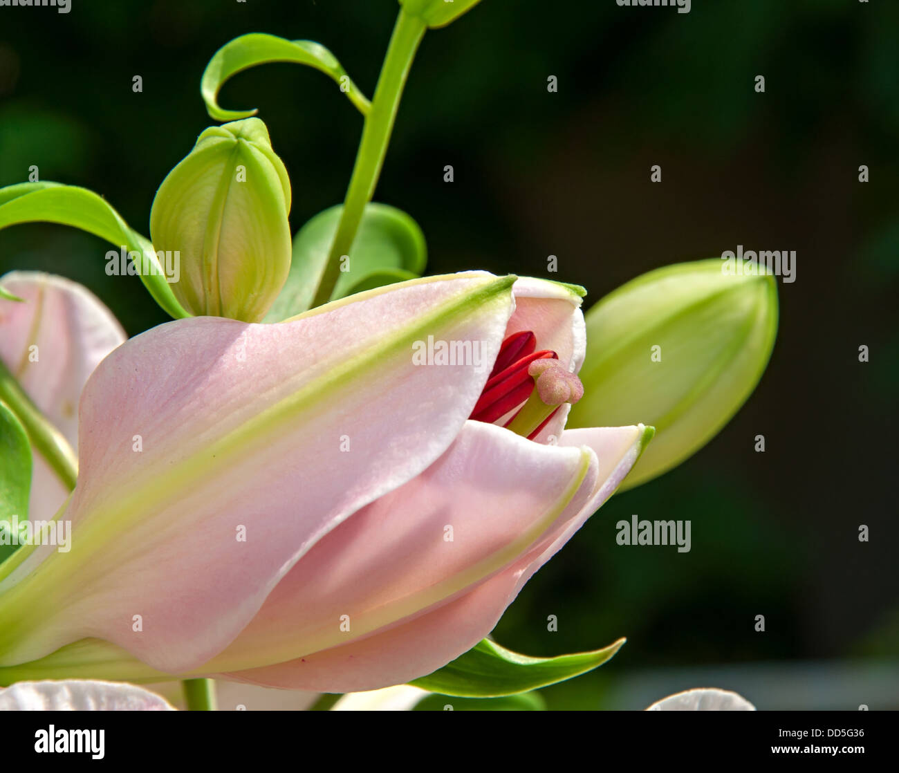 Bud of lily flower. Closeup Stock Photo - Alamy