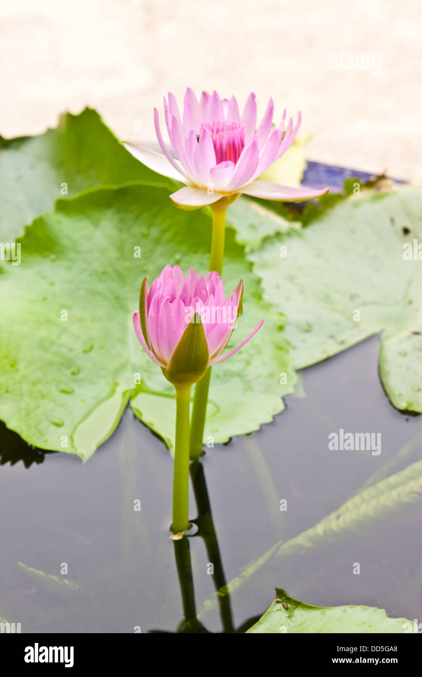Wet lotus flowers hi-res stock photography and images - Alamy
