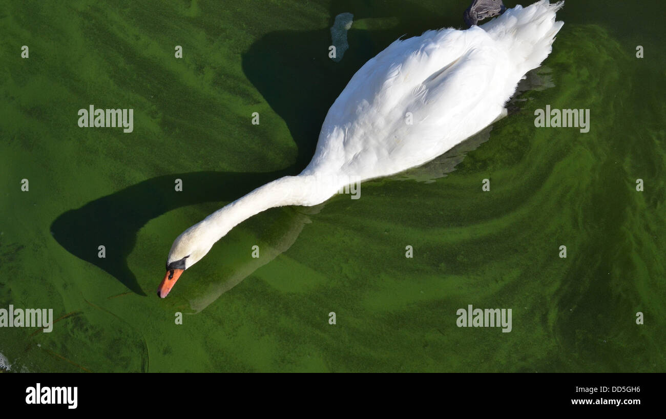 A swan swims amid a cyanobacteria bloom at the Baltic Sea coast at the ...