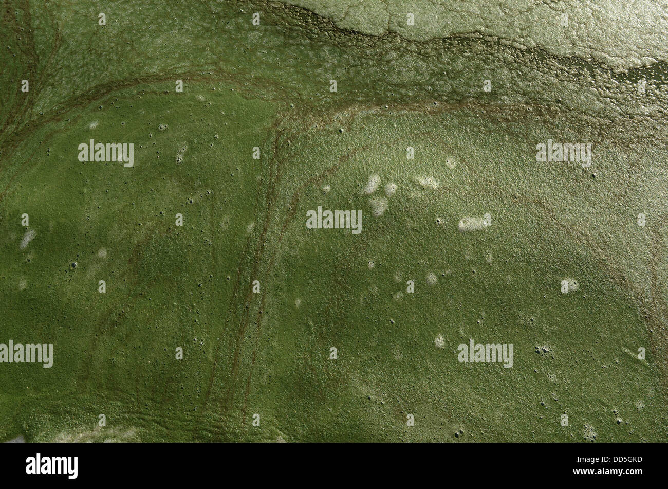 A cyanobacteria bloom is seen at the Baltic Sea coast at the Sund ...