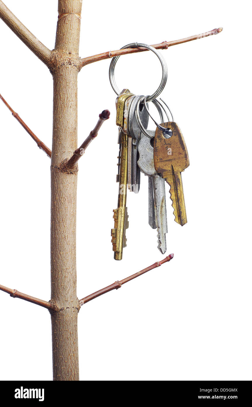 Different old keys on a tree branch isolated on white Stock Photo - Alamy