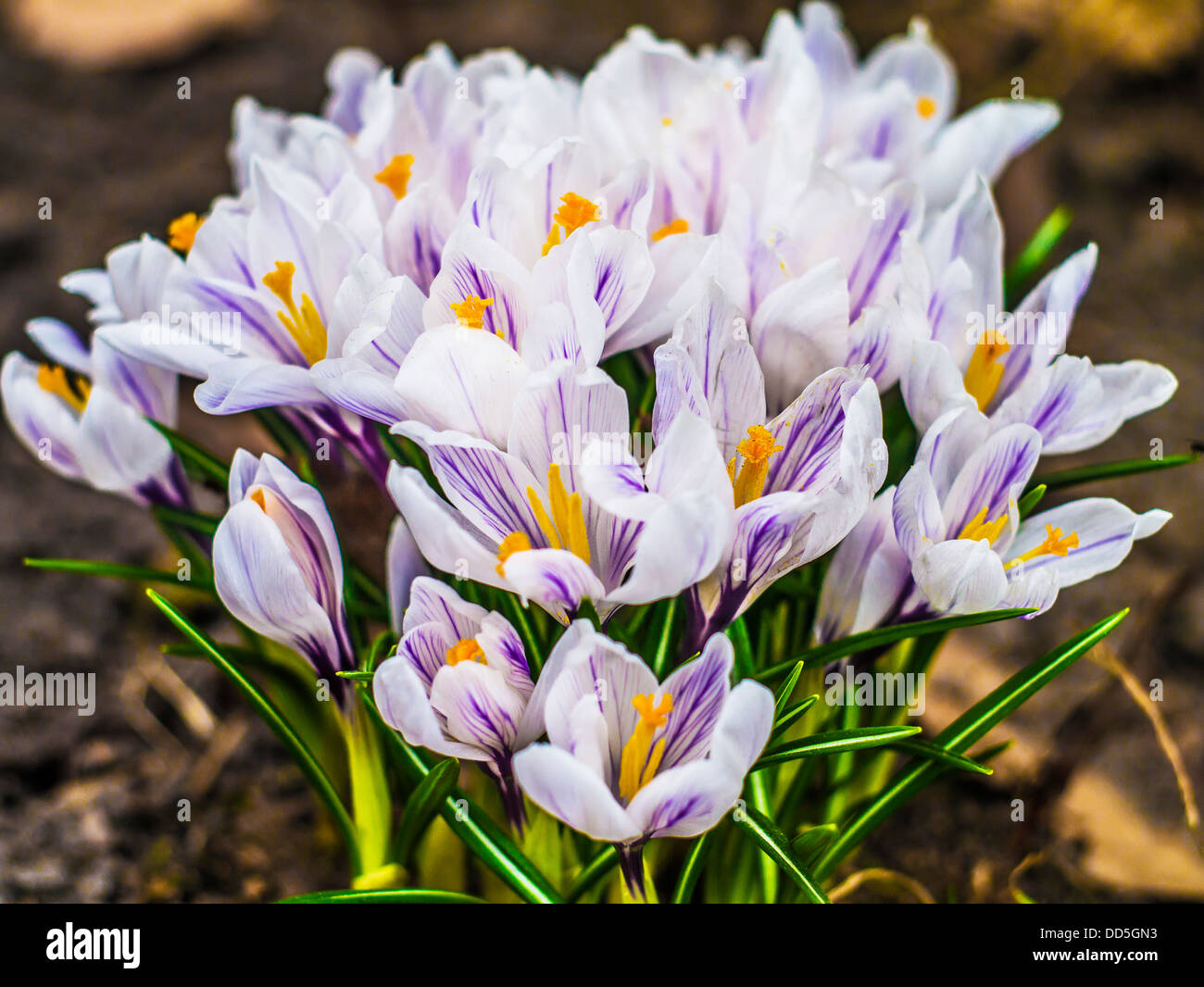 Dutch yellow crocuses hi-res stock photography and images - Alamy