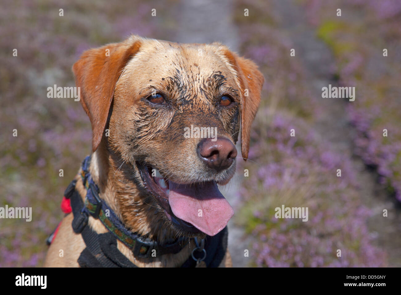 Muddy labrador dog hi-res stock photography and images - Alamy