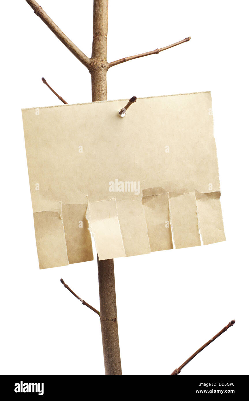 Torn paper for announcement on a tree branch isolated on white Stock ...
