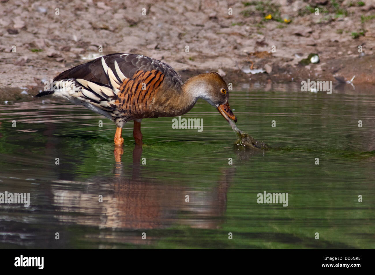Eyton's Whistling Duck / Plumed Whistling Duck (dendrocygna eytoni ...