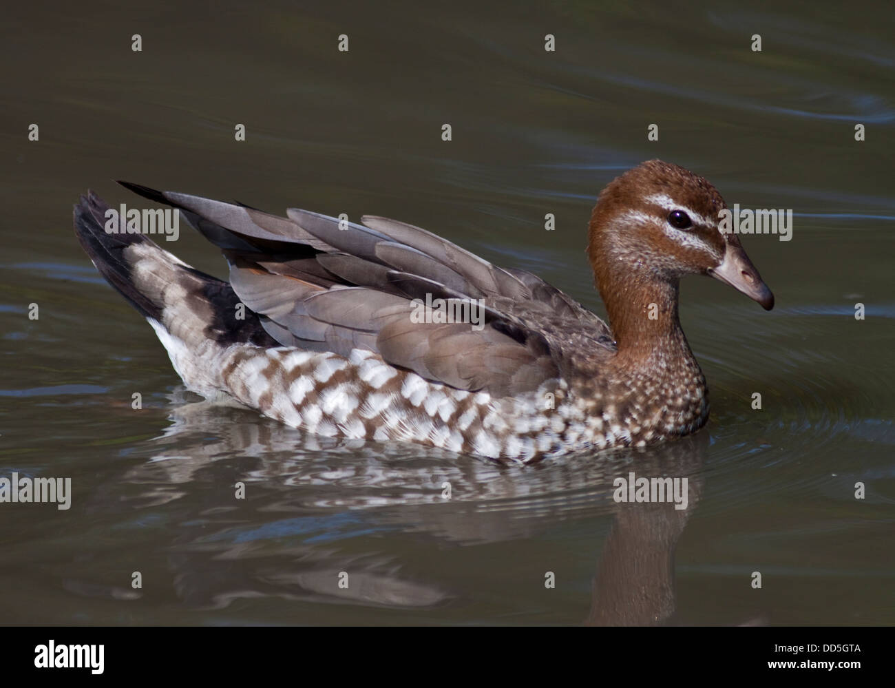 Australian Wood Duck (chenonetta jubata) female Stock Photo - Alamy