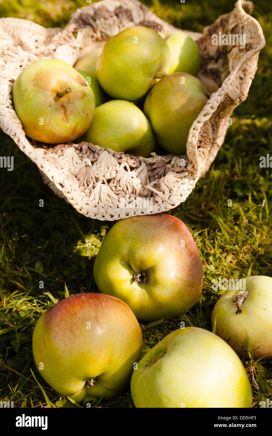 harvested grenadier apples collected in a raffia hat Stock Photo - Alamy