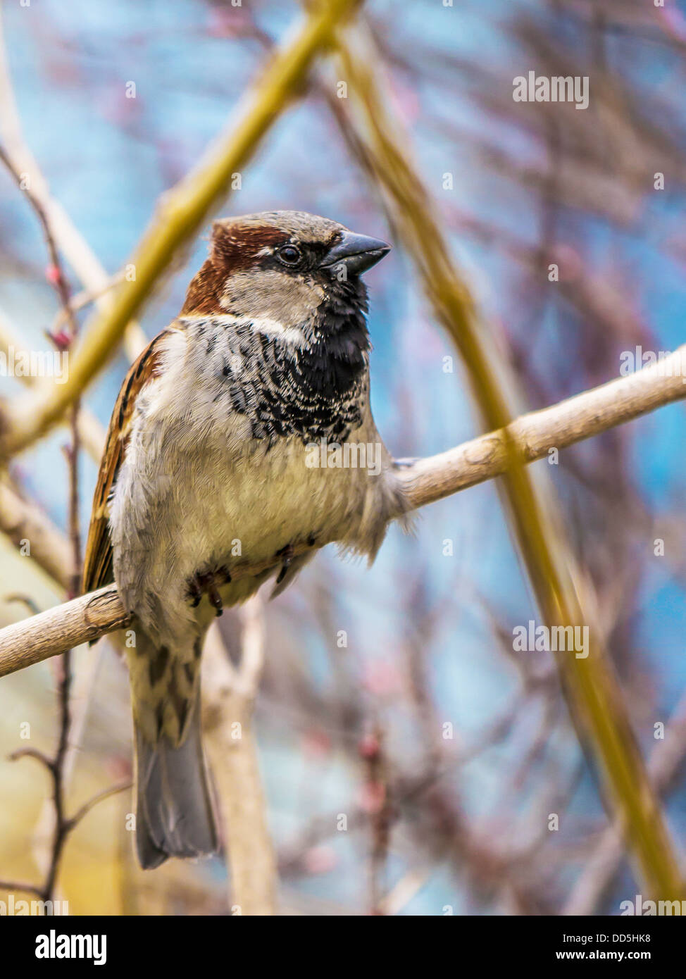 Sparrow sitting on branch spring hi-res stock photography and images ...