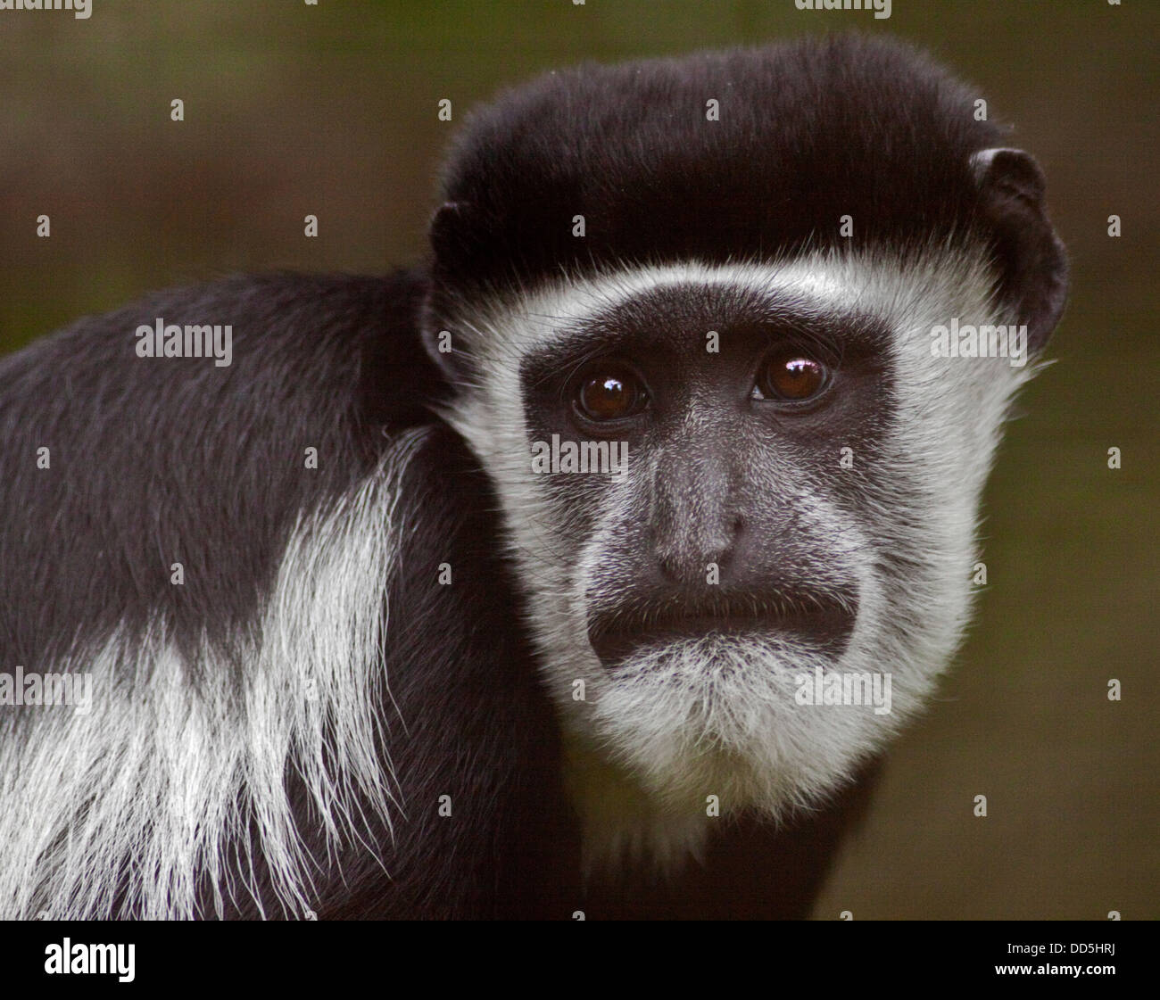 Colobus monkey hi-res stock photography and images - Alamy