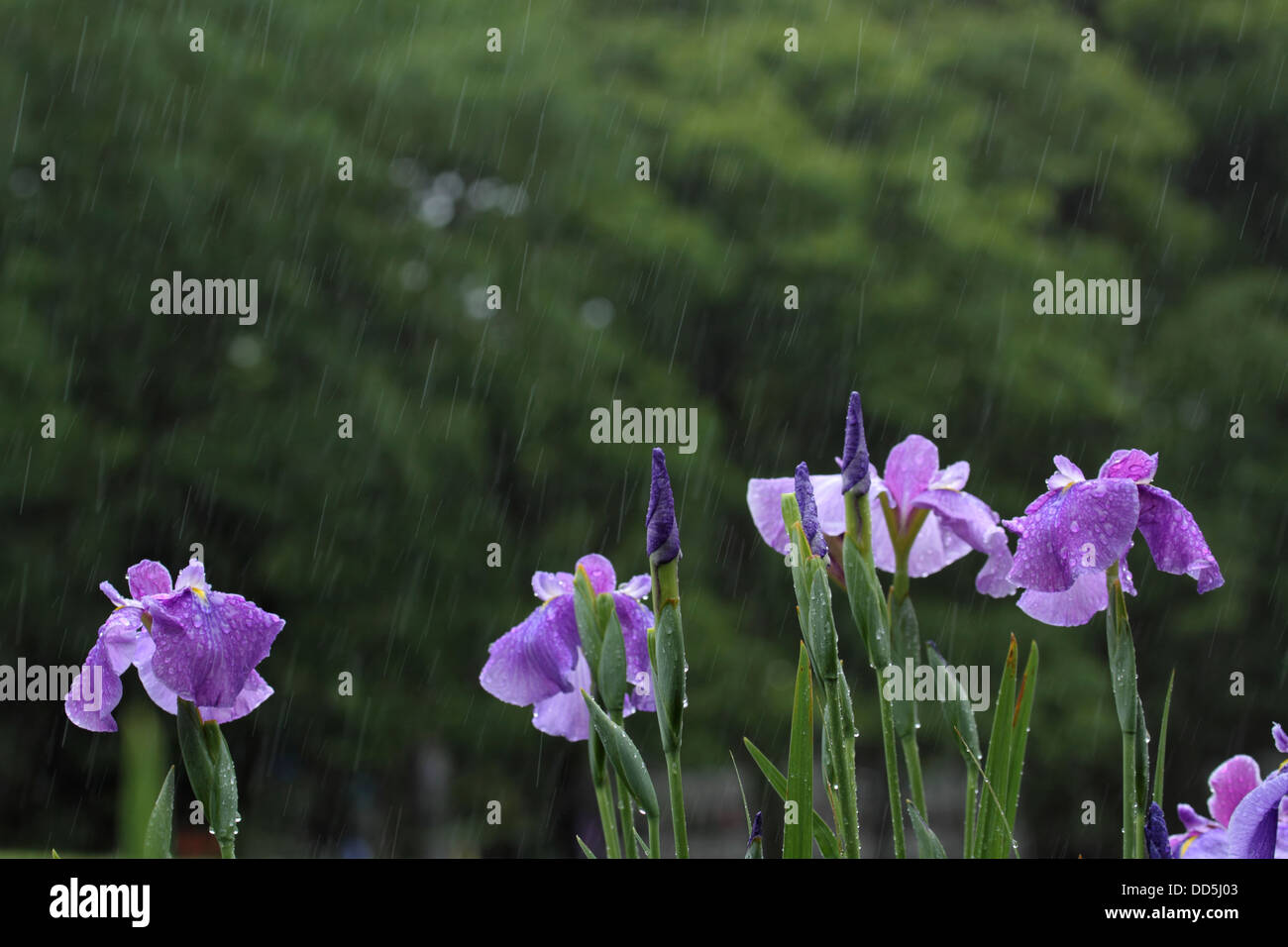 Iris tree hi-res stock photography and images - Alamy
