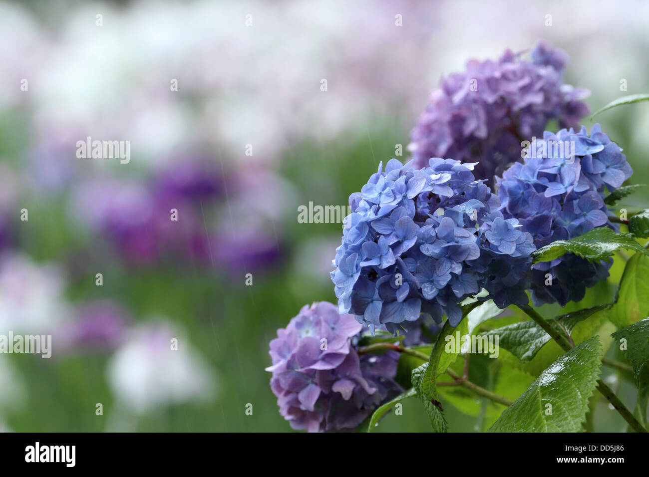 Close up rain falling flowers hi-res stock photography and images - Alamy
