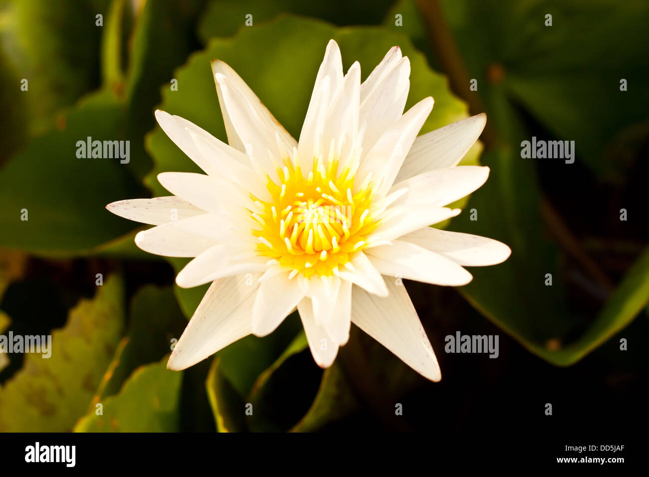 White lotus travel hi-res stock photography and images - Alamy