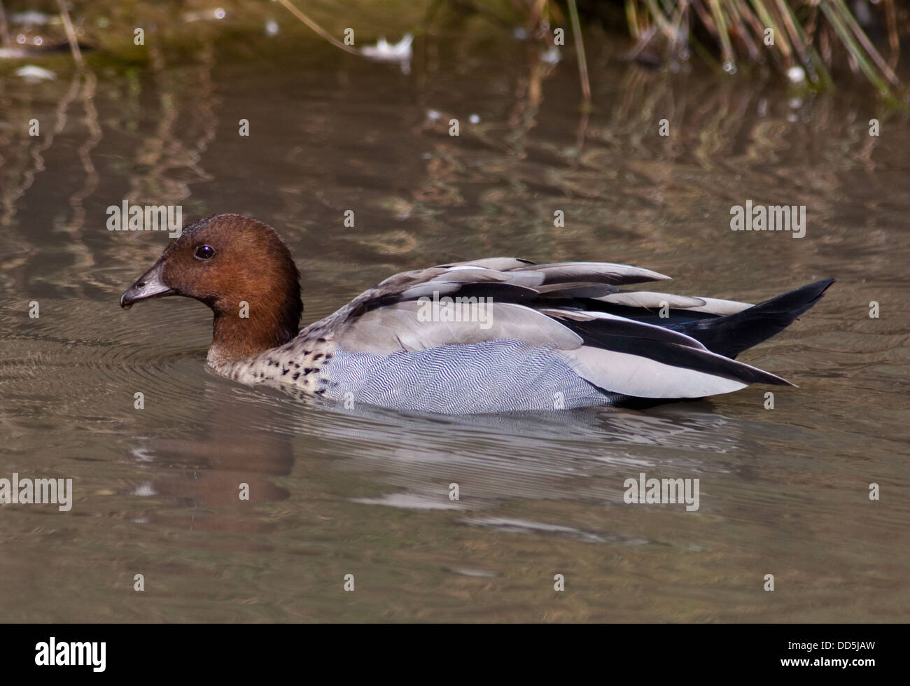 Australian Wood Duck (chenonetta jubata) male Stock Photo - Alamy