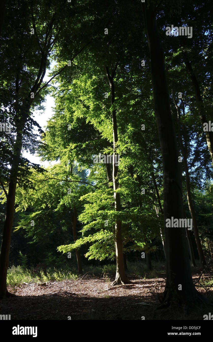 Mature beech trees hi-res stock photography and images - Alamy