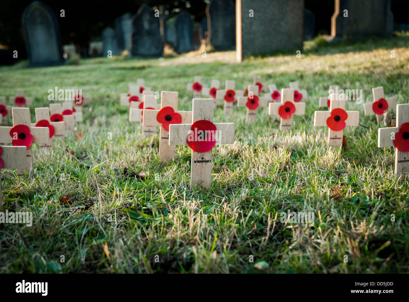 Remembrance Poppies and crosses in a cemetery to mark fallen soldiers ...
