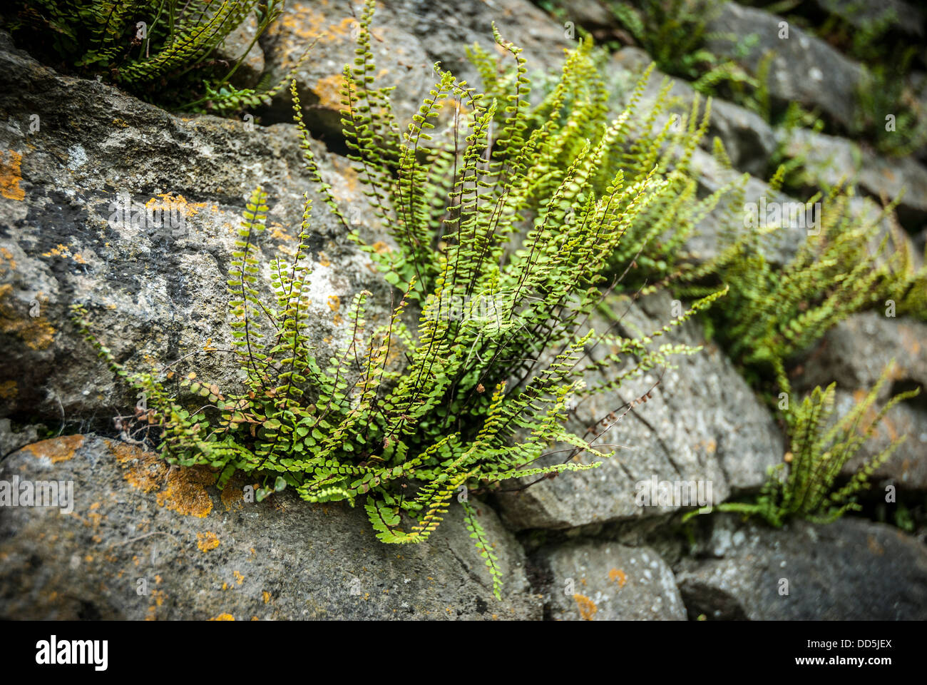 Small Fern and lichen growing on a dry stone wall Stock Photo - Alamy