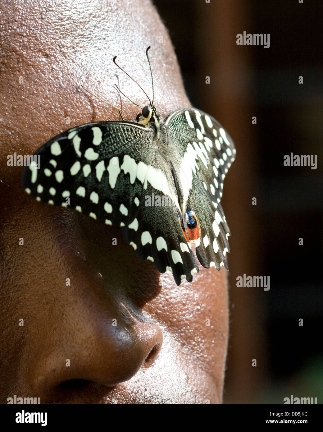 Kipepeo project hi-res stock photography and images - Alamy