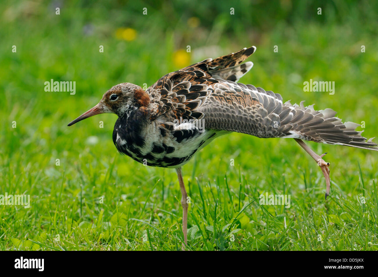 Ruff - Philomachus pugnax Male in moult, wing stretching Stock Photo ...