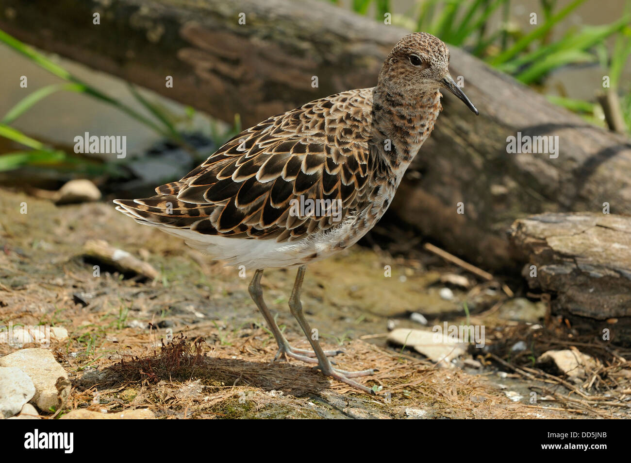Ruff bird hi-res stock photography and images - Alamy