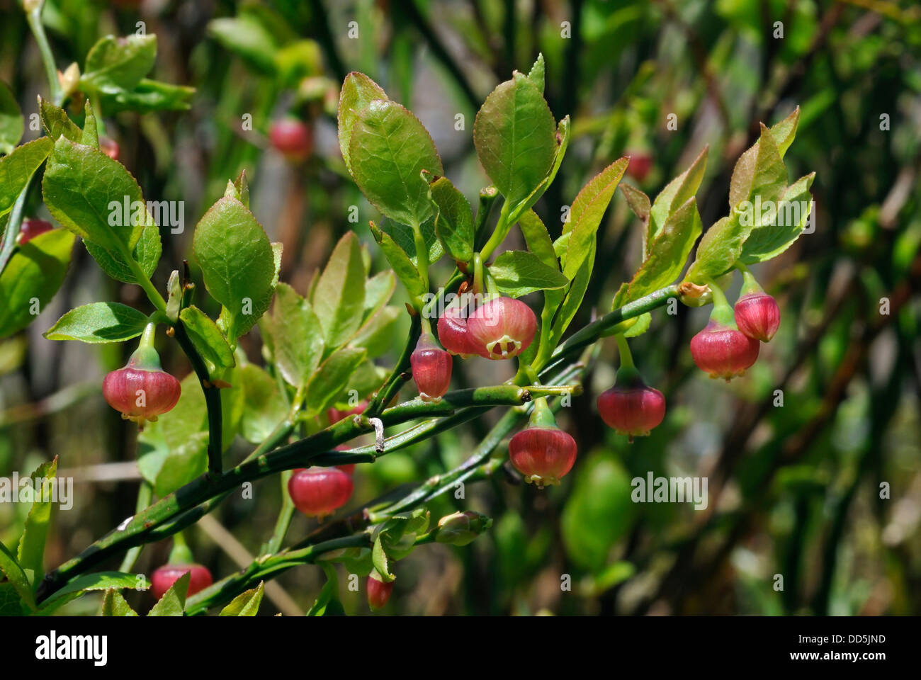 Bilberry - Vaccinium myrtillus Also known as Blaeberry or Whortleberry ...