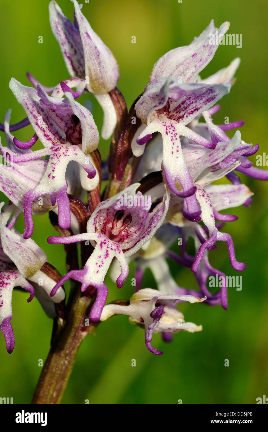 Monkey Orchid - Orchis simia Rare British Orchid Stock Photo - Alamy