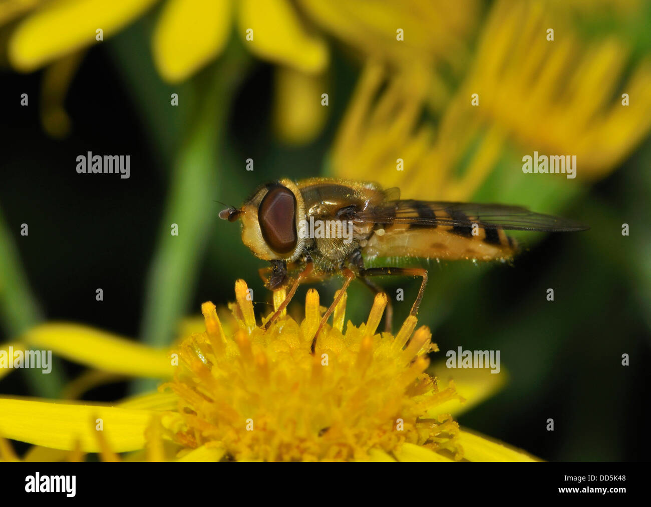 Common Banded Hoverfly - Syrphus ribesii On Ragwort Stock Photo - Alamy