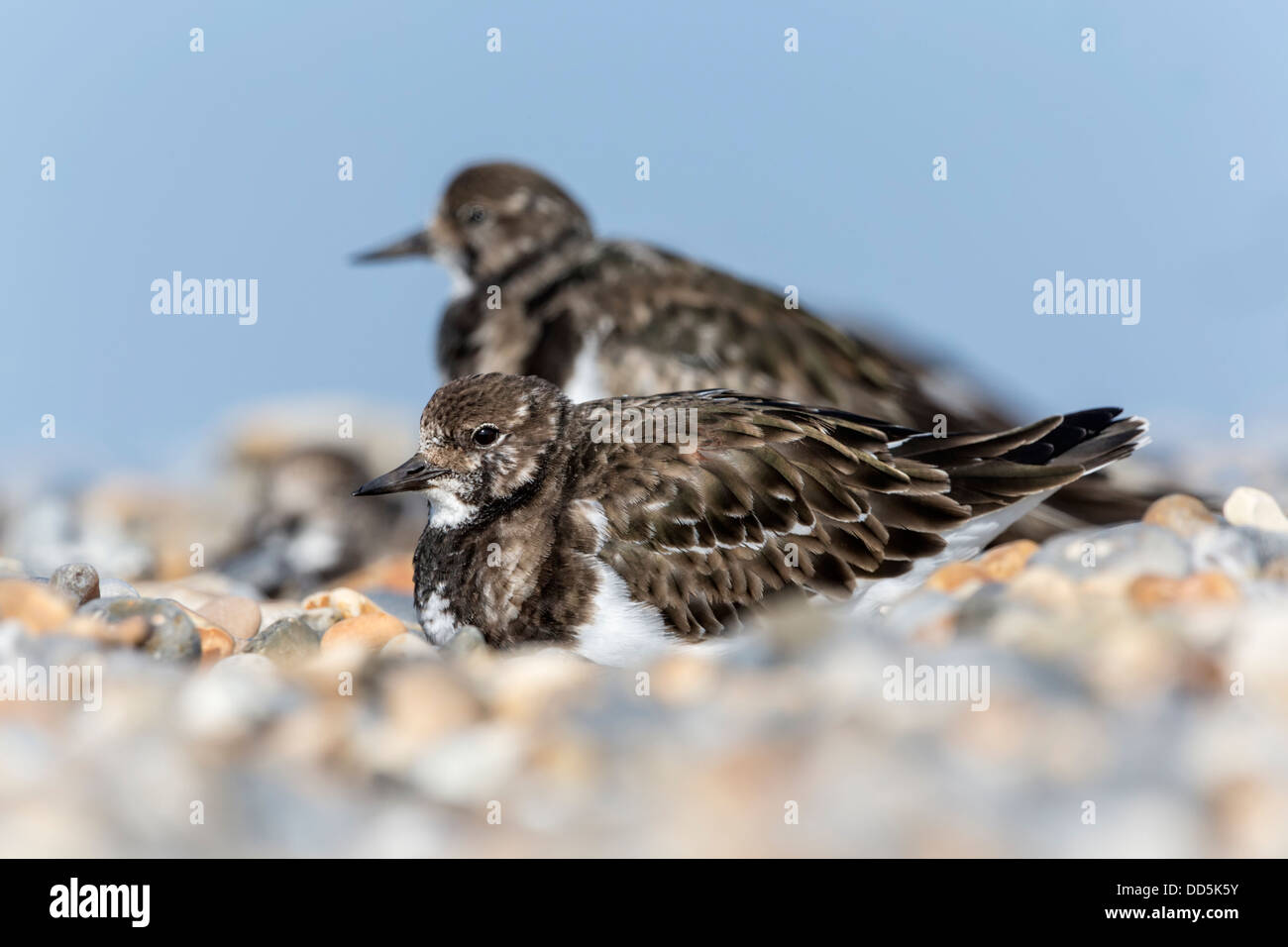 Roosting behaviour hi-res stock photography and images - Alamy