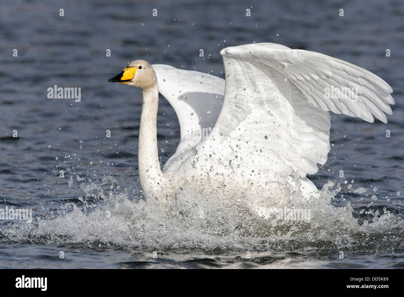 Whooper Swan - landing Stock Photo - Alamy