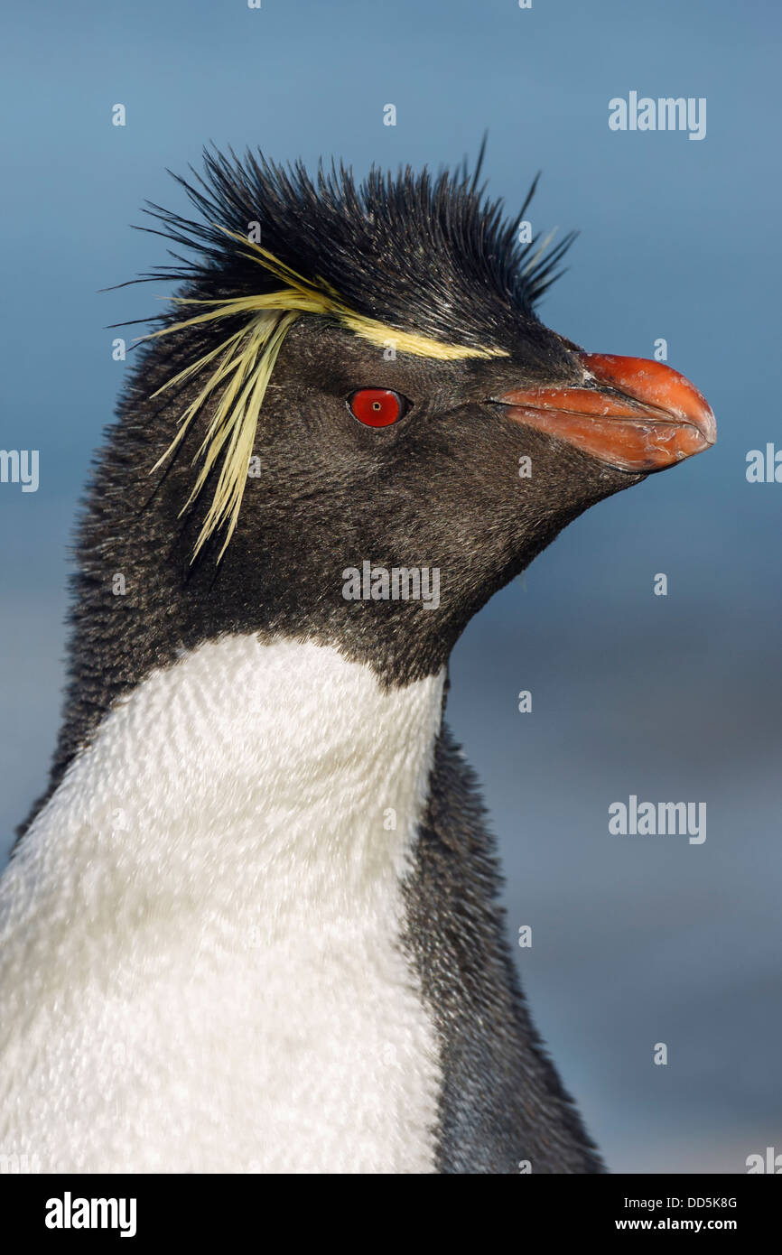 Rockhopper penguin face close up hi-res stock photography and images ...