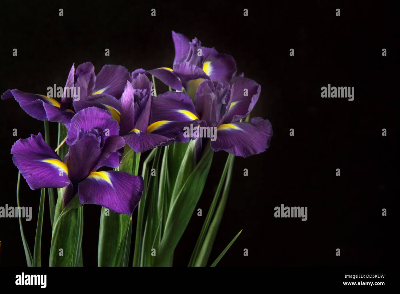 Iris unguicularis hi-res stock photography and images - Alamy