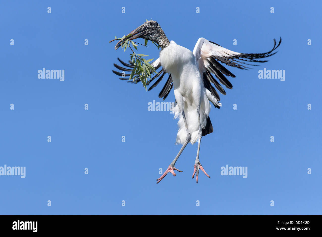 Wood Stork landing back at nest site with nesting material Stock Photo ...