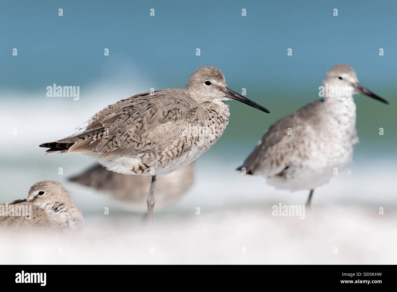 Roosting together hi-res stock photography and images - Alamy