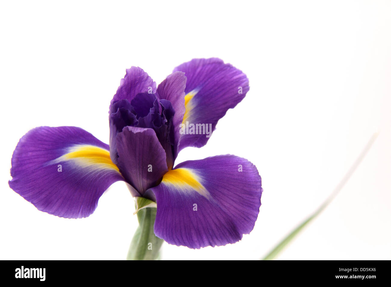 Iris unguicularis hi-res stock photography and images - Alamy