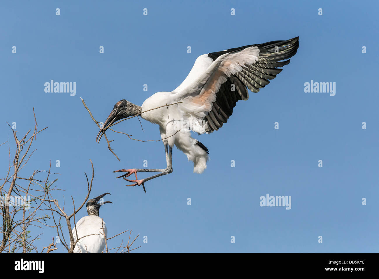 Wood Stork landing back at nest site with nesting material Stock Photo ...