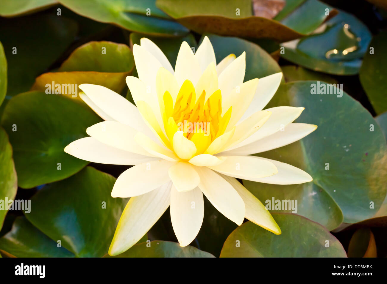 Beauty of white lotus Stock Photo - Alamy