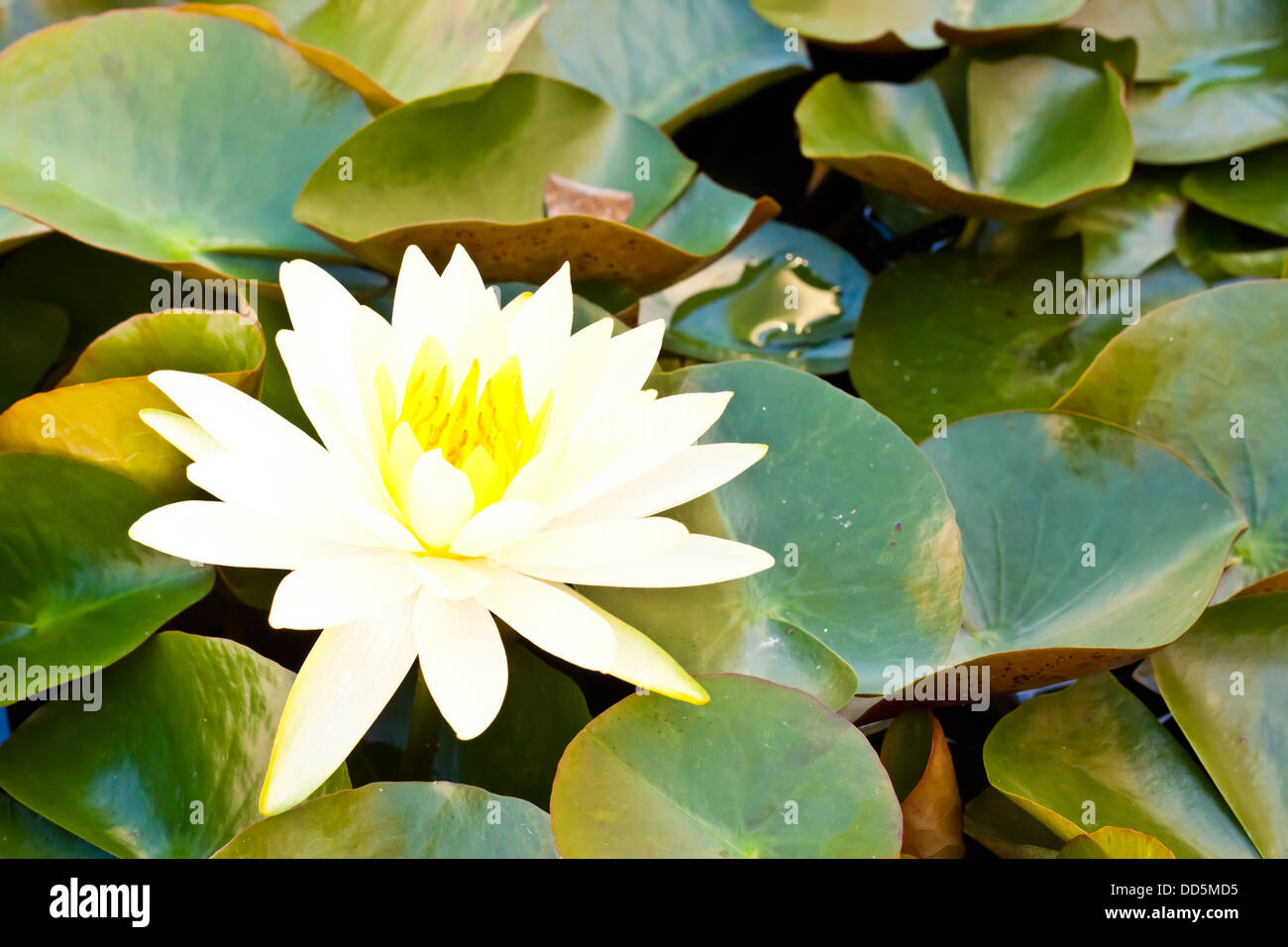 Beauty of white lotus Stock Photo - Alamy