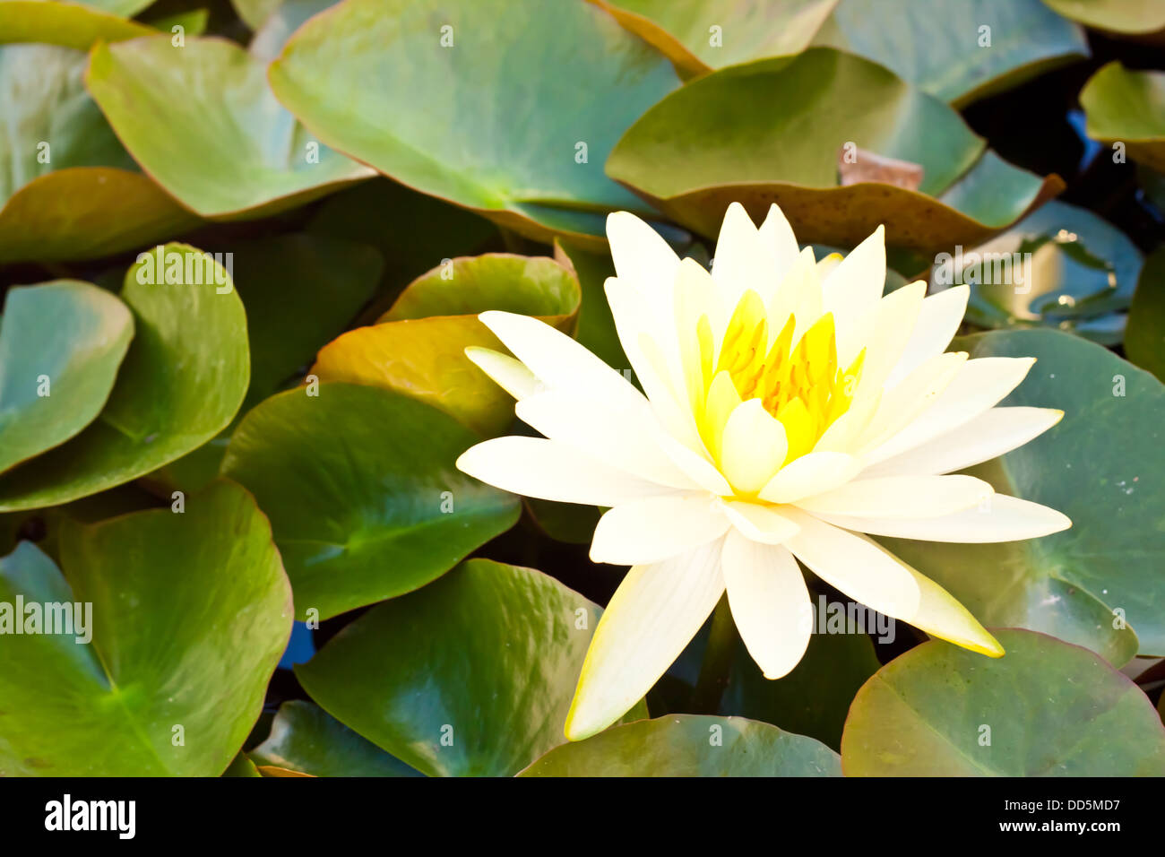 Beauty of white lotus Stock Photo - Alamy