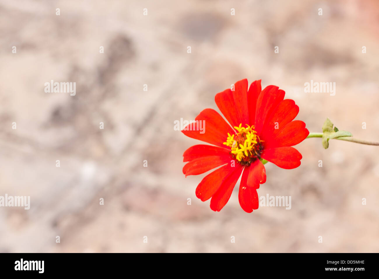 Red rainforest flower hi-res stock photography and images - Alamy