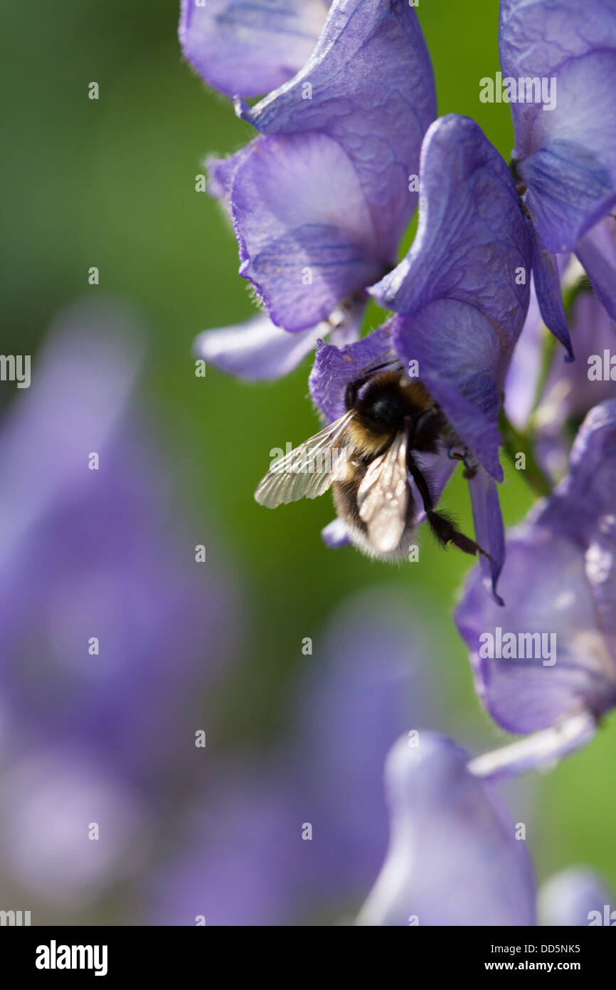 Monks hood flower hi-res stock photography and images - Alamy