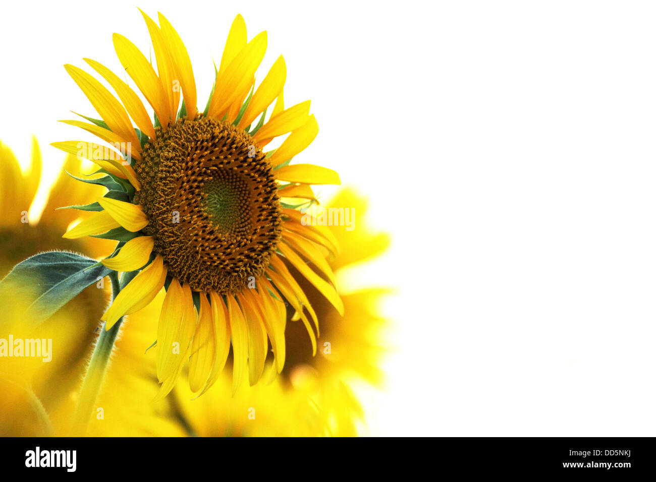 Multiple sunflowers hi-res stock photography and images - Alamy