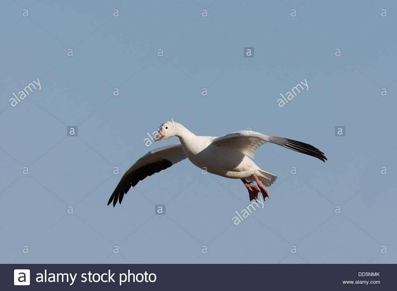 Goose Feet Stock Photos & Goose Feet Stock Images - Alamy