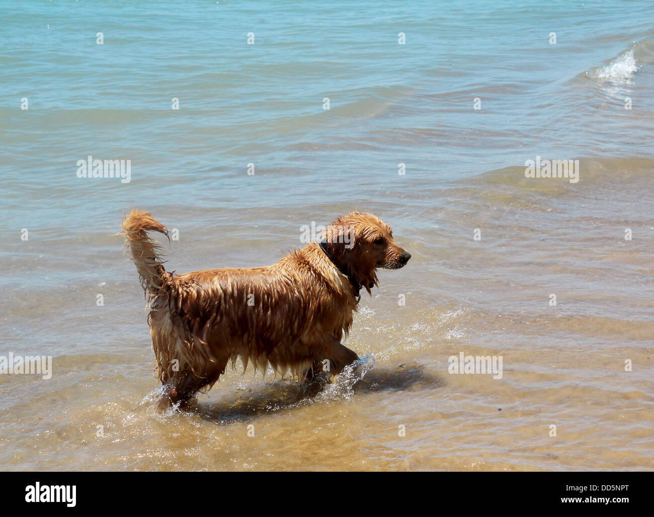 Beautiful pedigree dog on the beach plays in the coastal strip of water ...