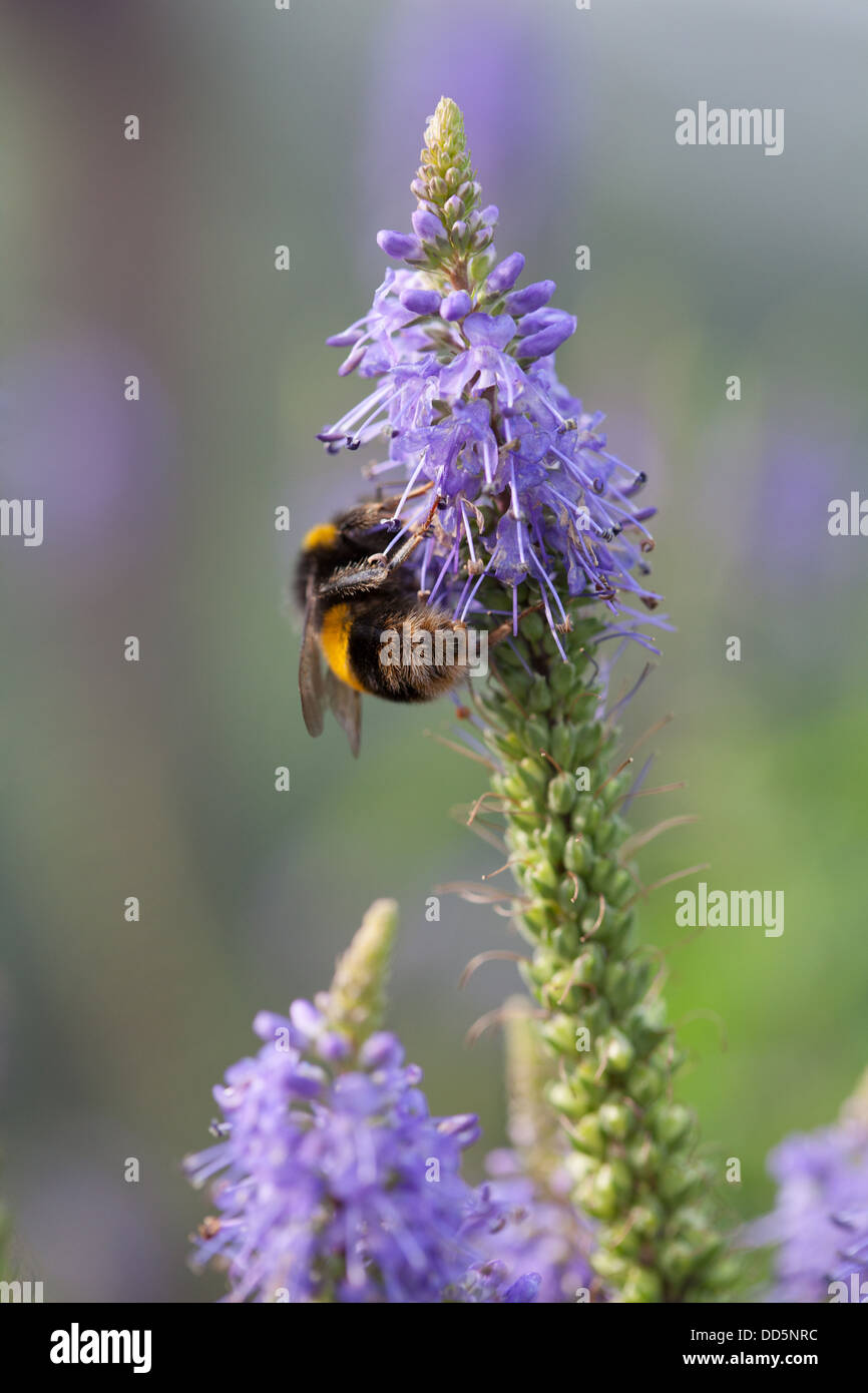 Bee on Agastache Blue Fortune Stock Photo - Alamy