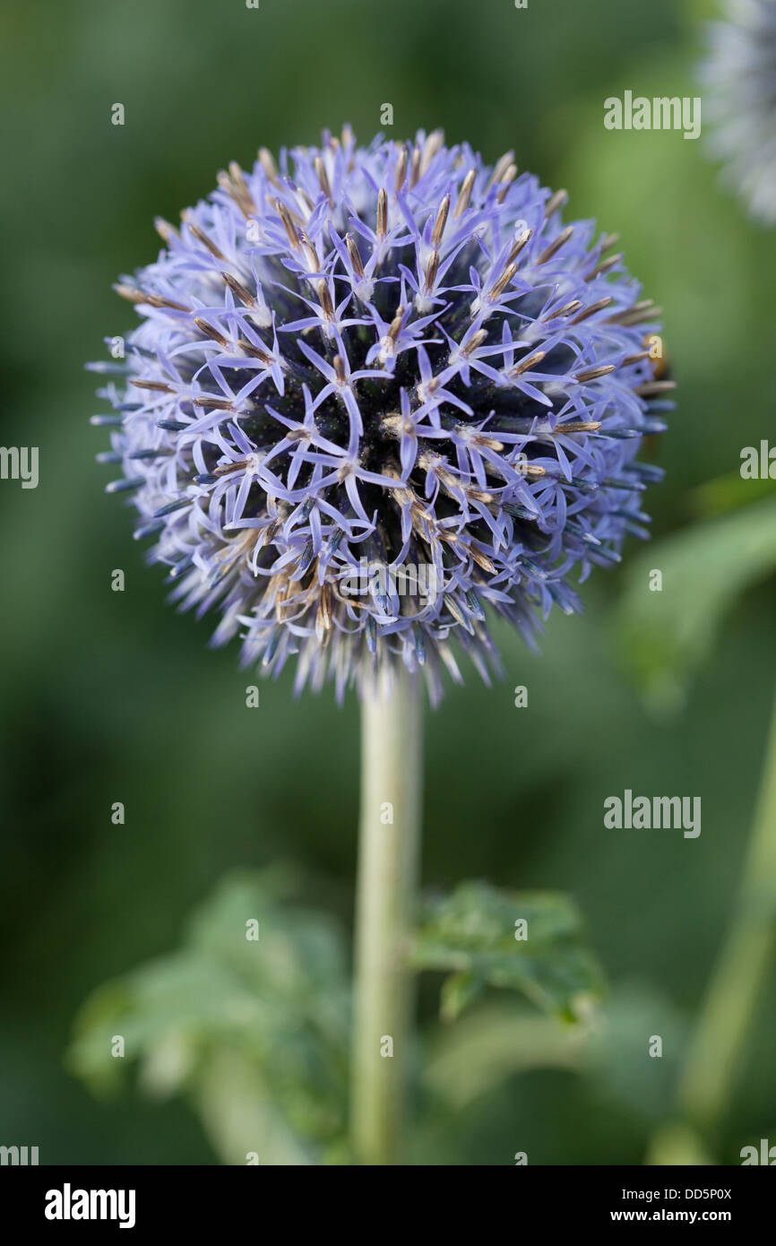 Blue allium hi-res stock photography and images - Alamy