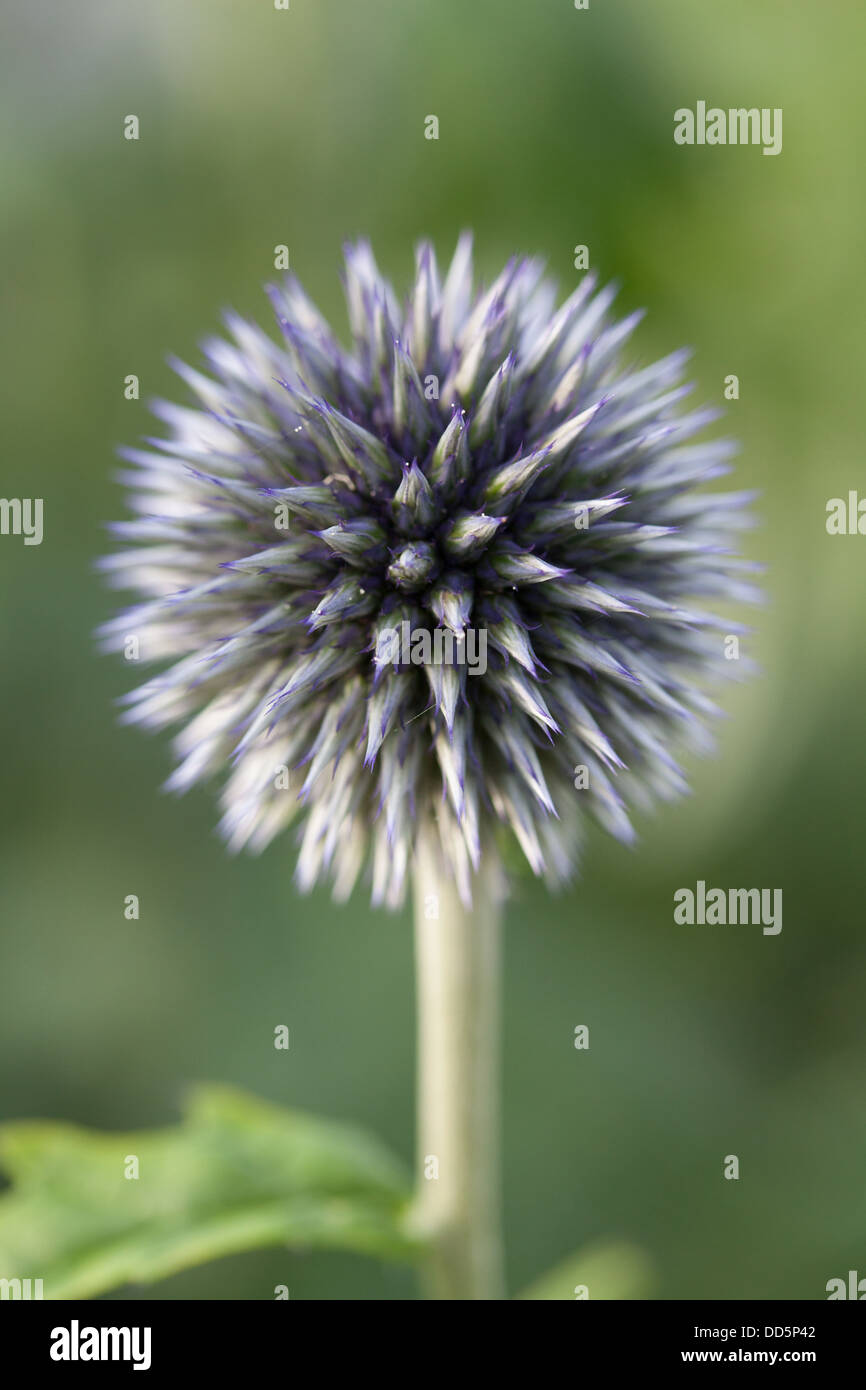 Blue globe onion hi-res stock photography and images - Alamy