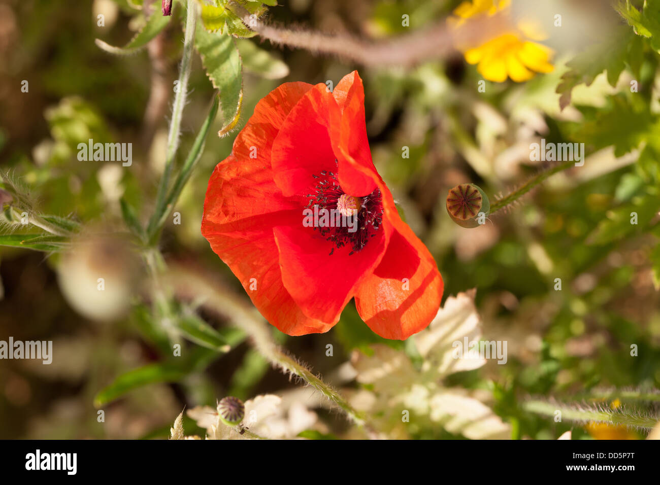 Red Poppy Papaver Stock Photo - Alamy