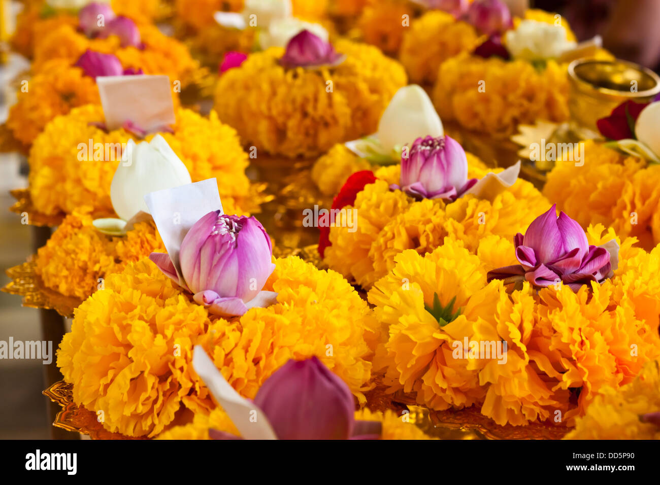 Bloom flower hi-res stock photography and images - Alamy
